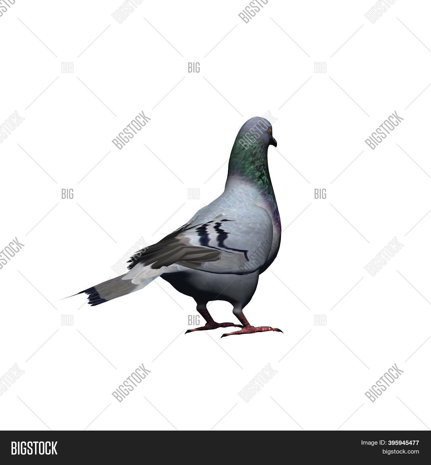 Animal Farm Pigeons
