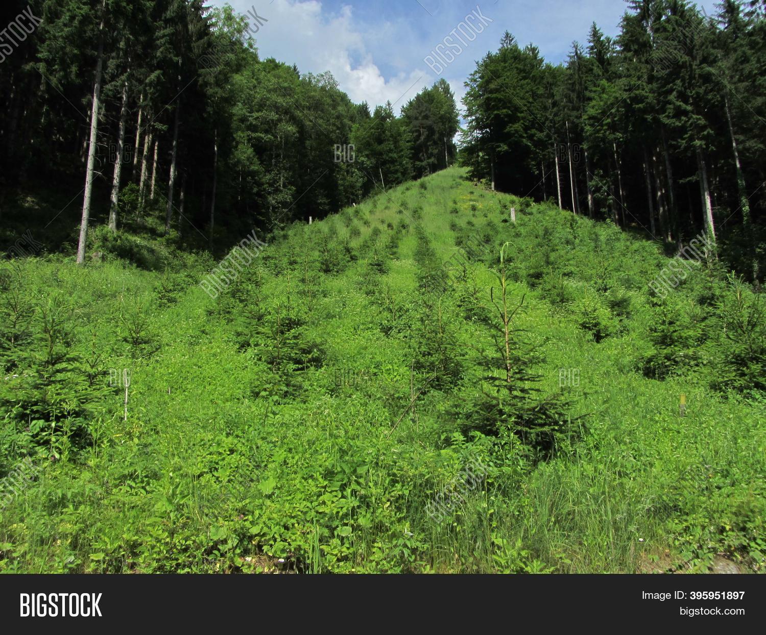 Reforestation Image & Photo (Free Trial) | Bigstock