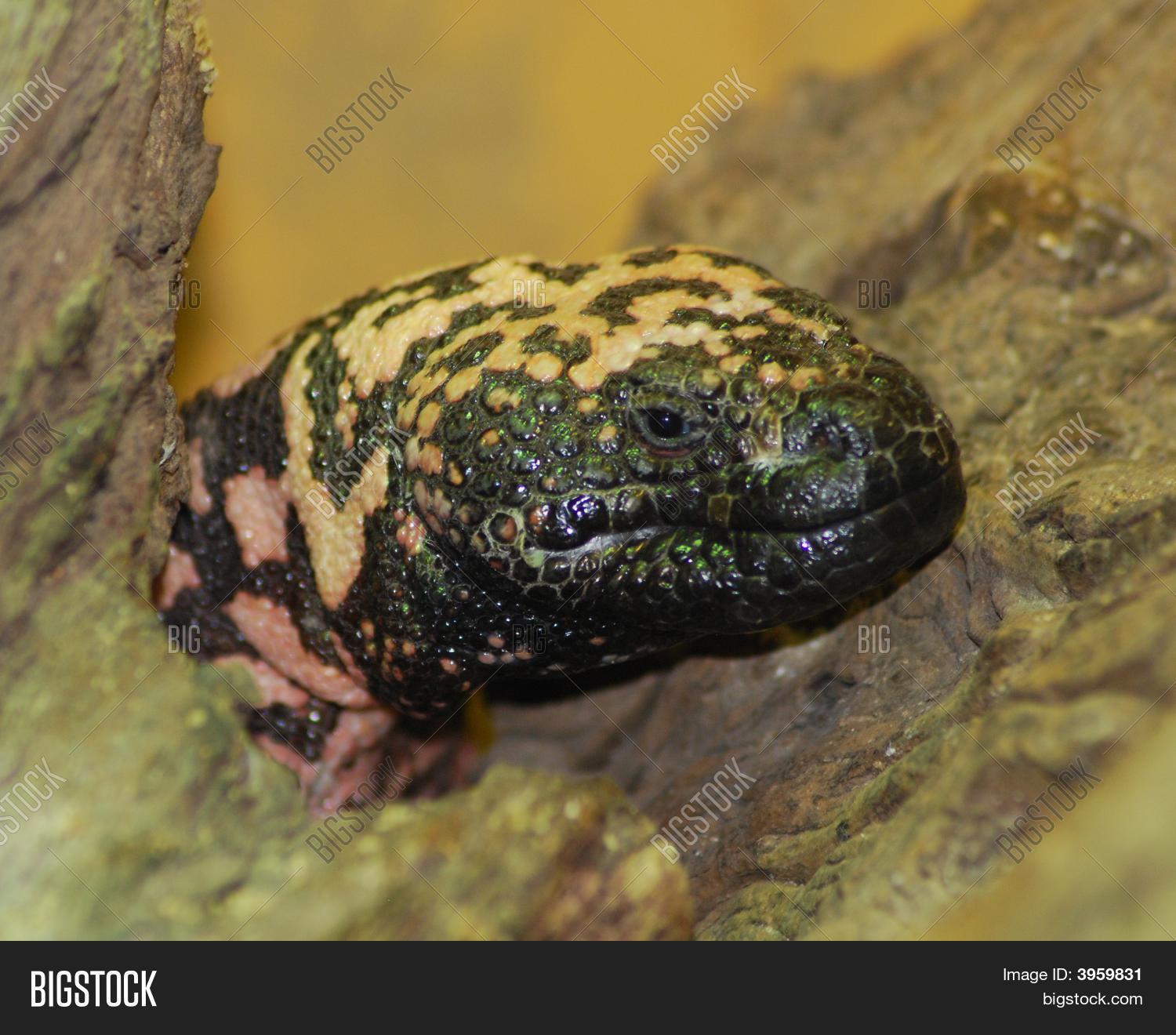 Gila Monster Portrait Image & Photo (Free Trial) | Bigstock