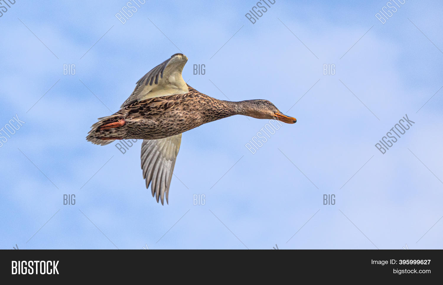 Wild Duck Flies On Image & Photo (Free Trial) | Bigstock