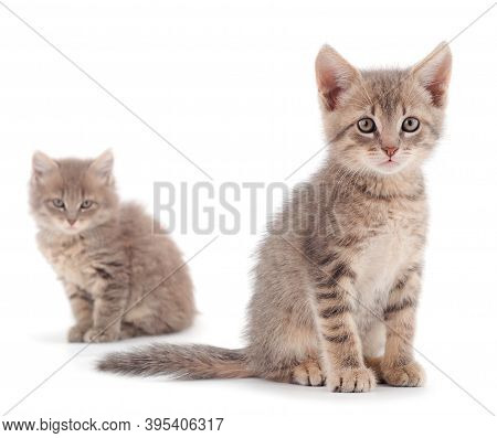 Two Small Gray Kitten Image & Photo (Free Trial) | Bigstock