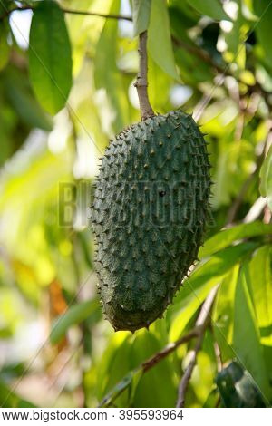 Soursop Plantation Image & Photo (Free Trial) | Bigstock