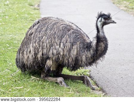 Emu Tall Flightless Image & Photo (Free Trial) | Bigstock