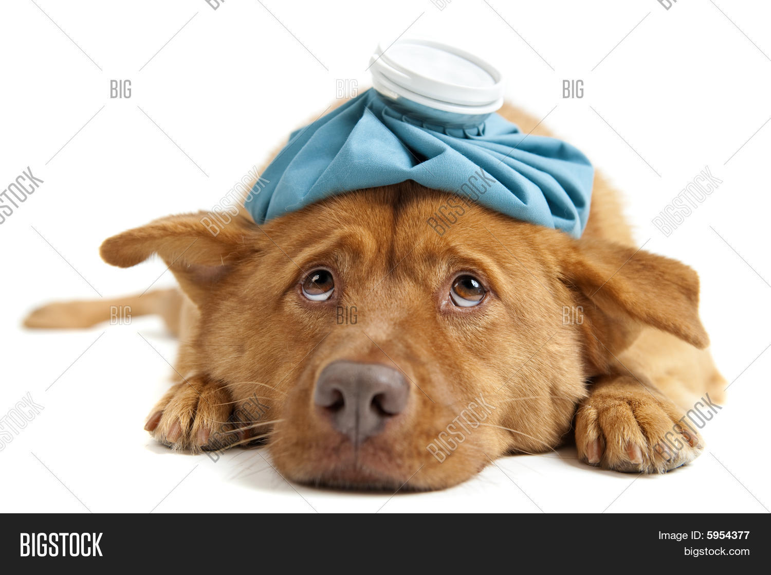 Sick Dog Image & Photo (Free Trial) | Bigstock