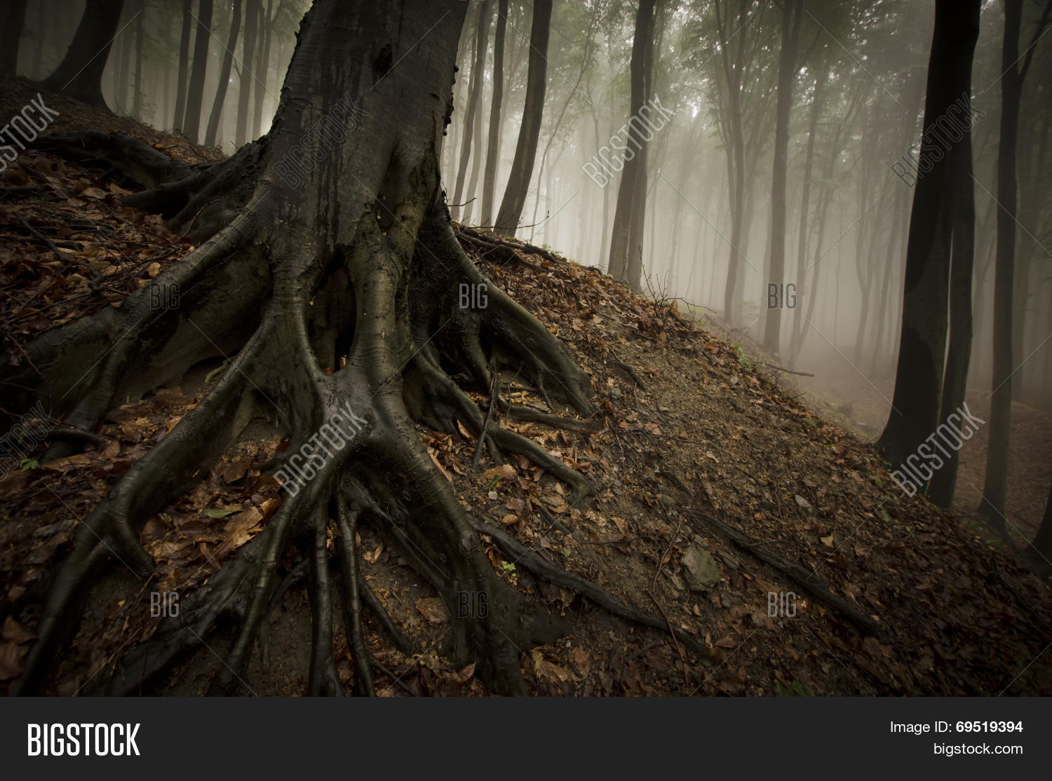 Tree Big Roots Forest Image & Photo (Free Trial) | Bigstock