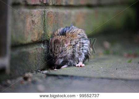 Wet Rat On Ground Image & Photo (Free Trial) | Bigstock
