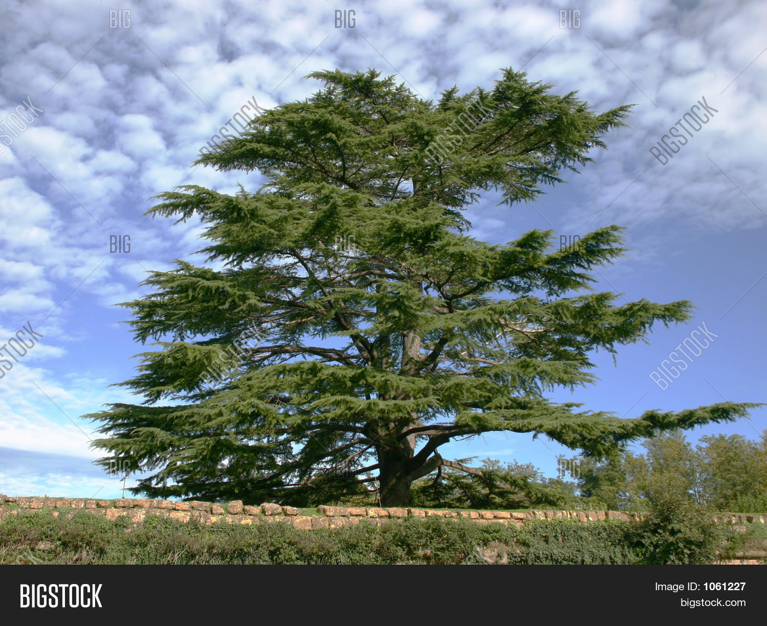 Cedar Lebanon Image & Photo (Free Trial) | Bigstock