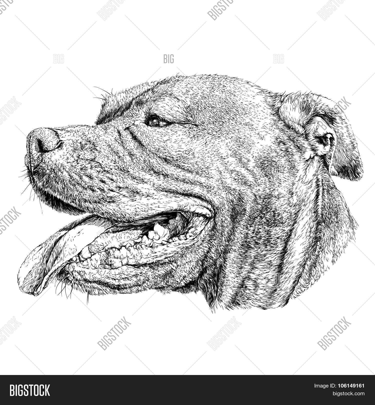 Sketch Dog Pit Bull Vector & Photo (Free Trial) | Bigstock