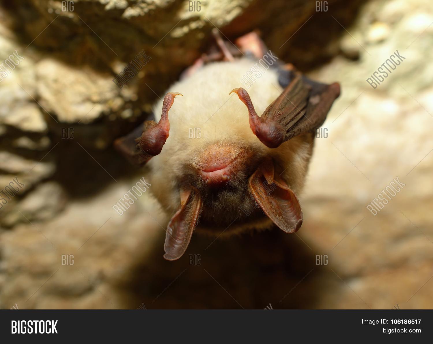 Bechstein's Bat ( Image & Photo (Free Trial) | Bigstock