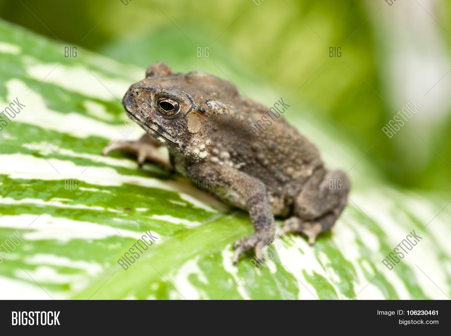 Common Indian Toad Image & Photo (Free Trial) | Bigstock