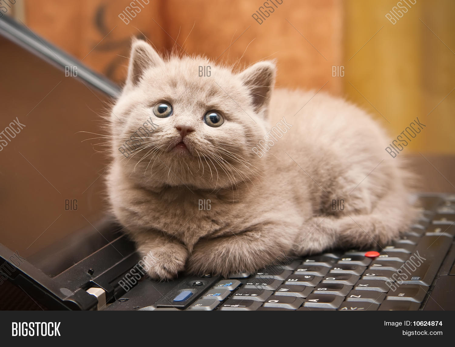 Kitten On Laptop Image & Photo (Free Trial) | Bigstock
