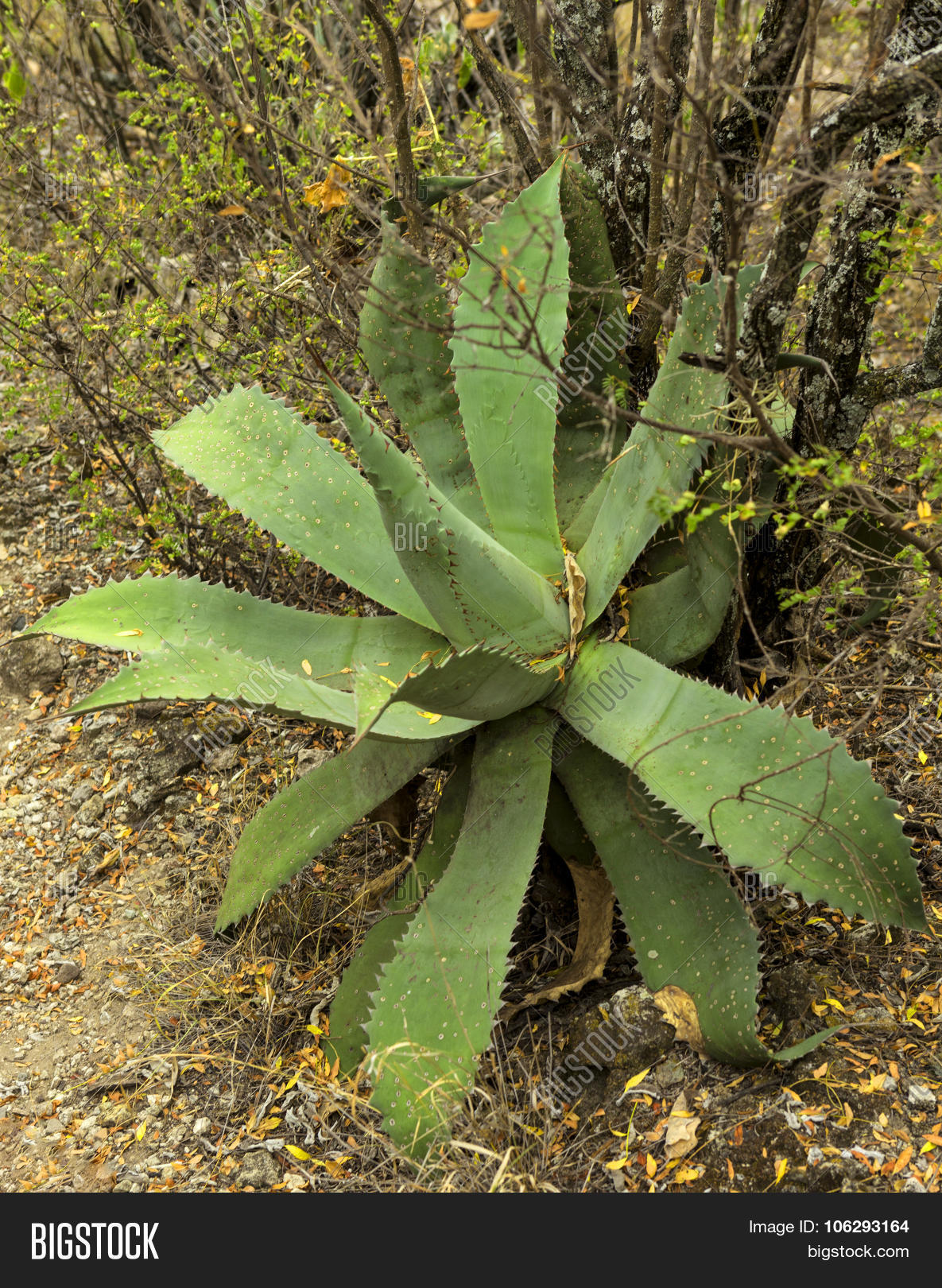 Agave Tobala Cactus, Image & Photo (Free Trial) | Bigstock