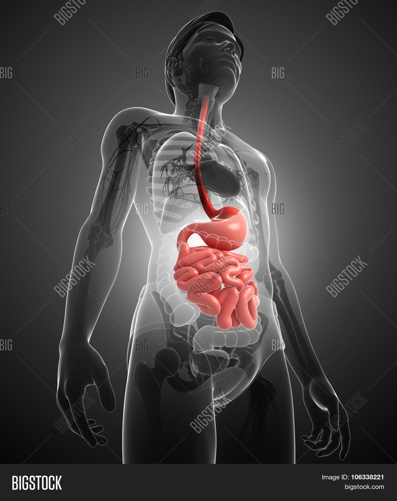 Small Intestine Image & Photo (Free Trial) | Bigstock