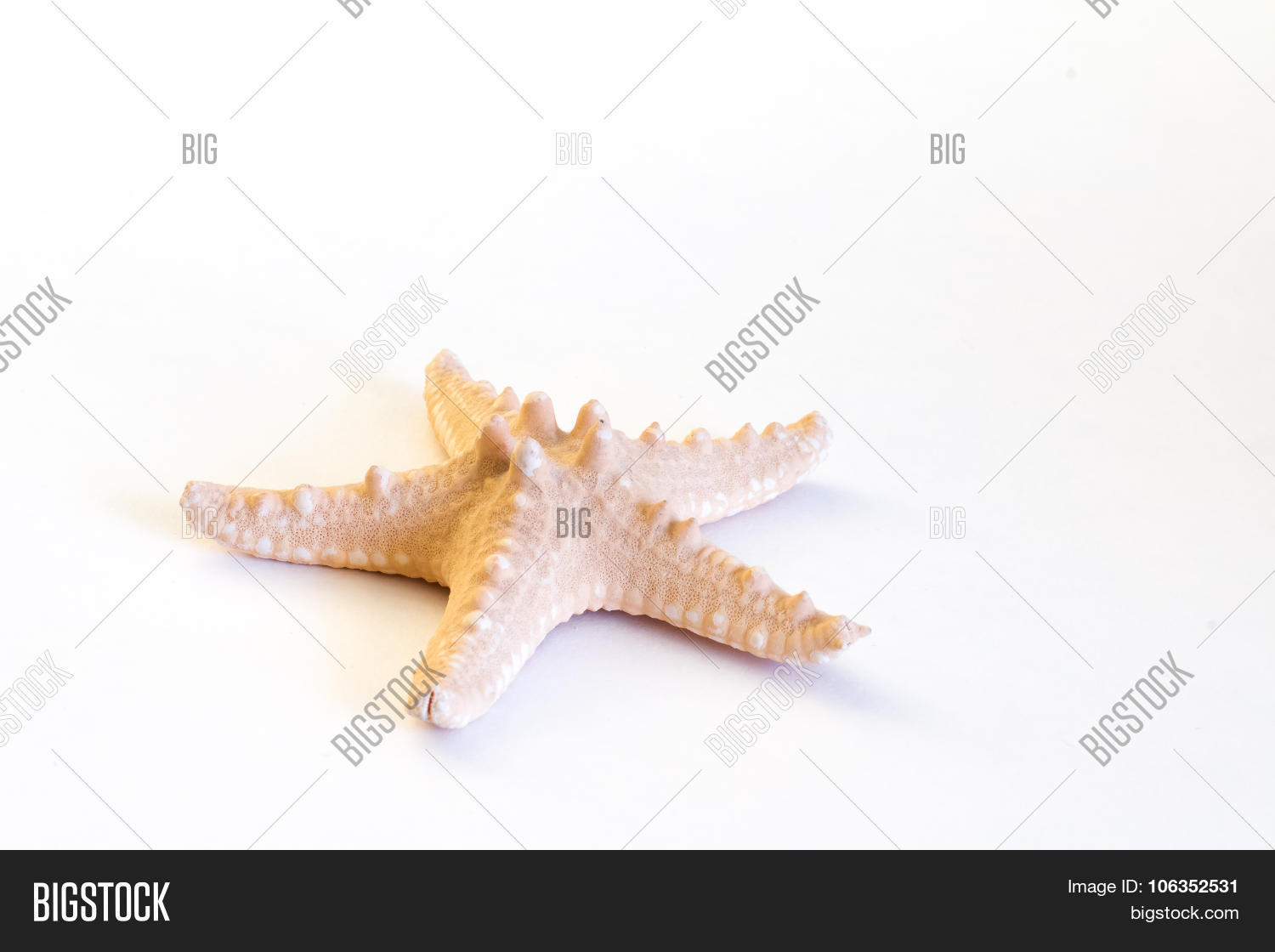 Starfish (Asterias Image & Photo (Free Trial) | Bigstock