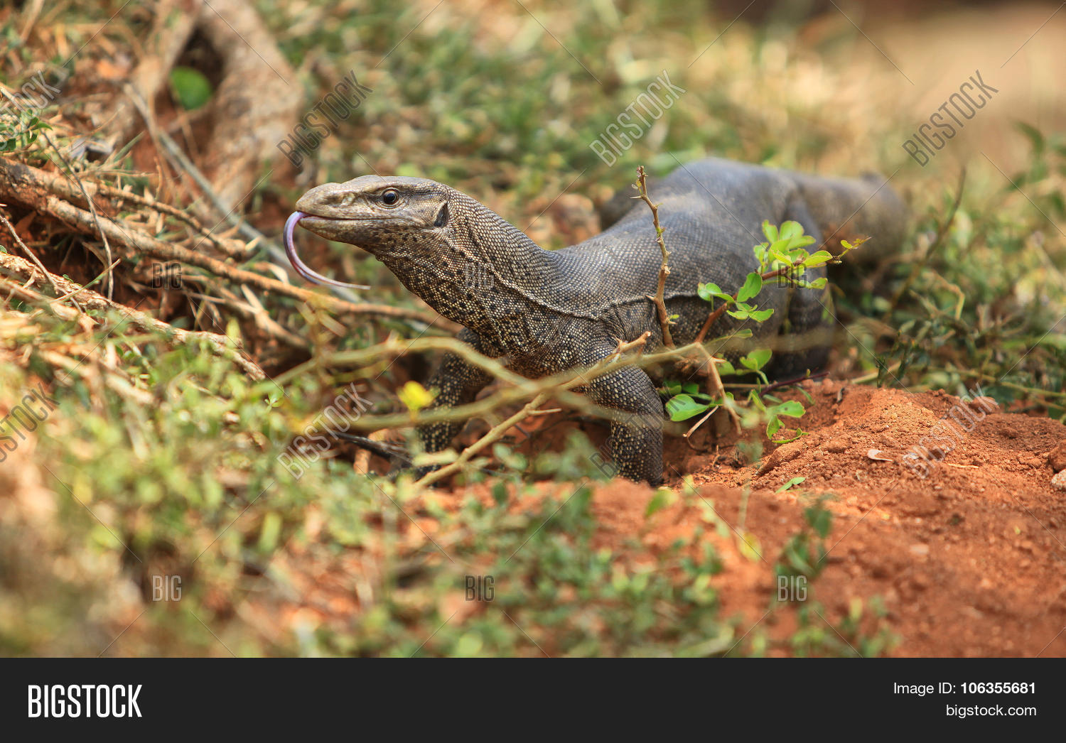 Bengal Monitor Lizard Image & Photo (Free Trial) | Bigstock