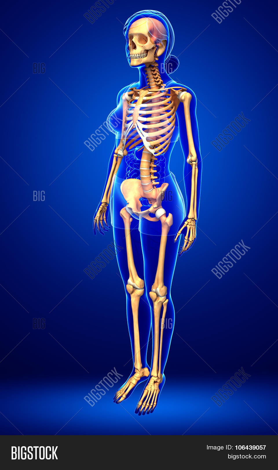 Human Skeleton Side Image & Photo (Free Trial) | Bigstock