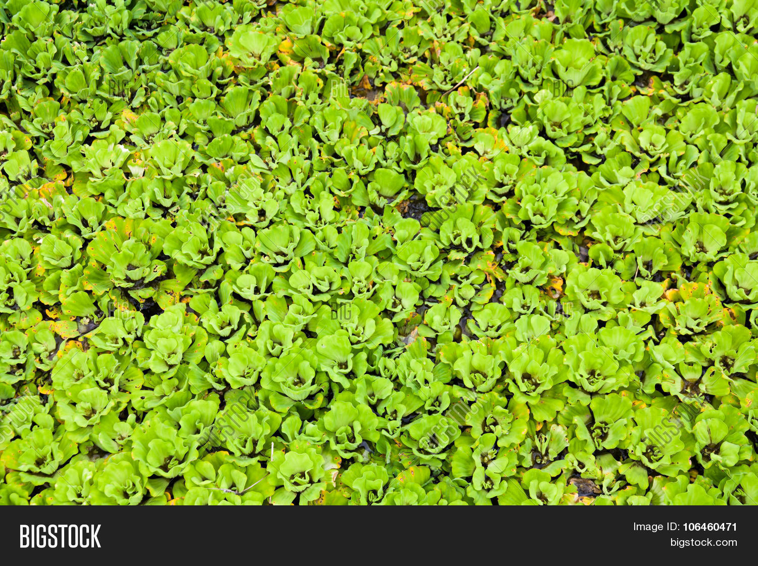 Scientific Name Pistia Image & Photo (Free Trial) | Bigstock