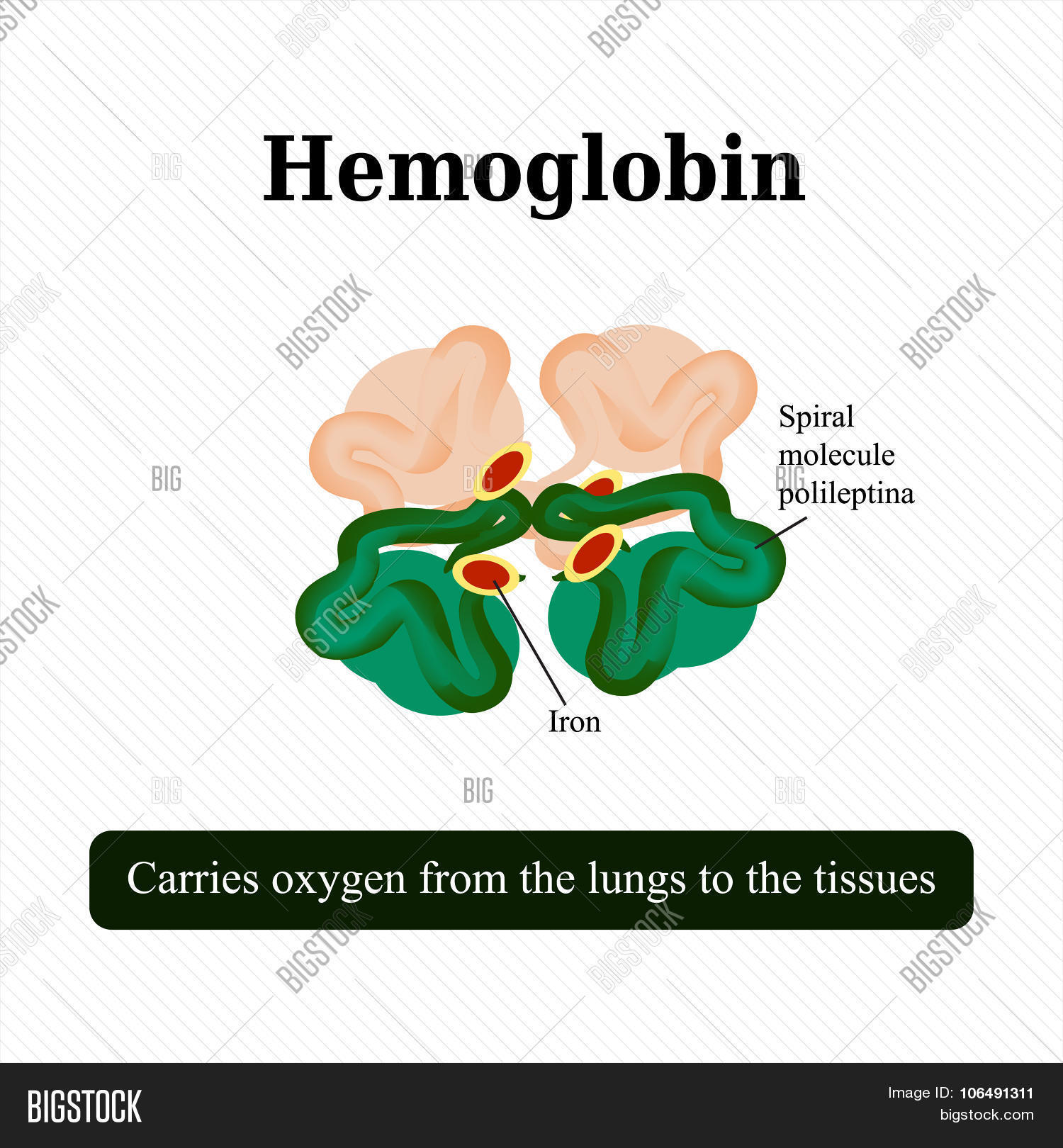 Structure Hemoglobin Vector & Photo (Free Trial) | Bigstock