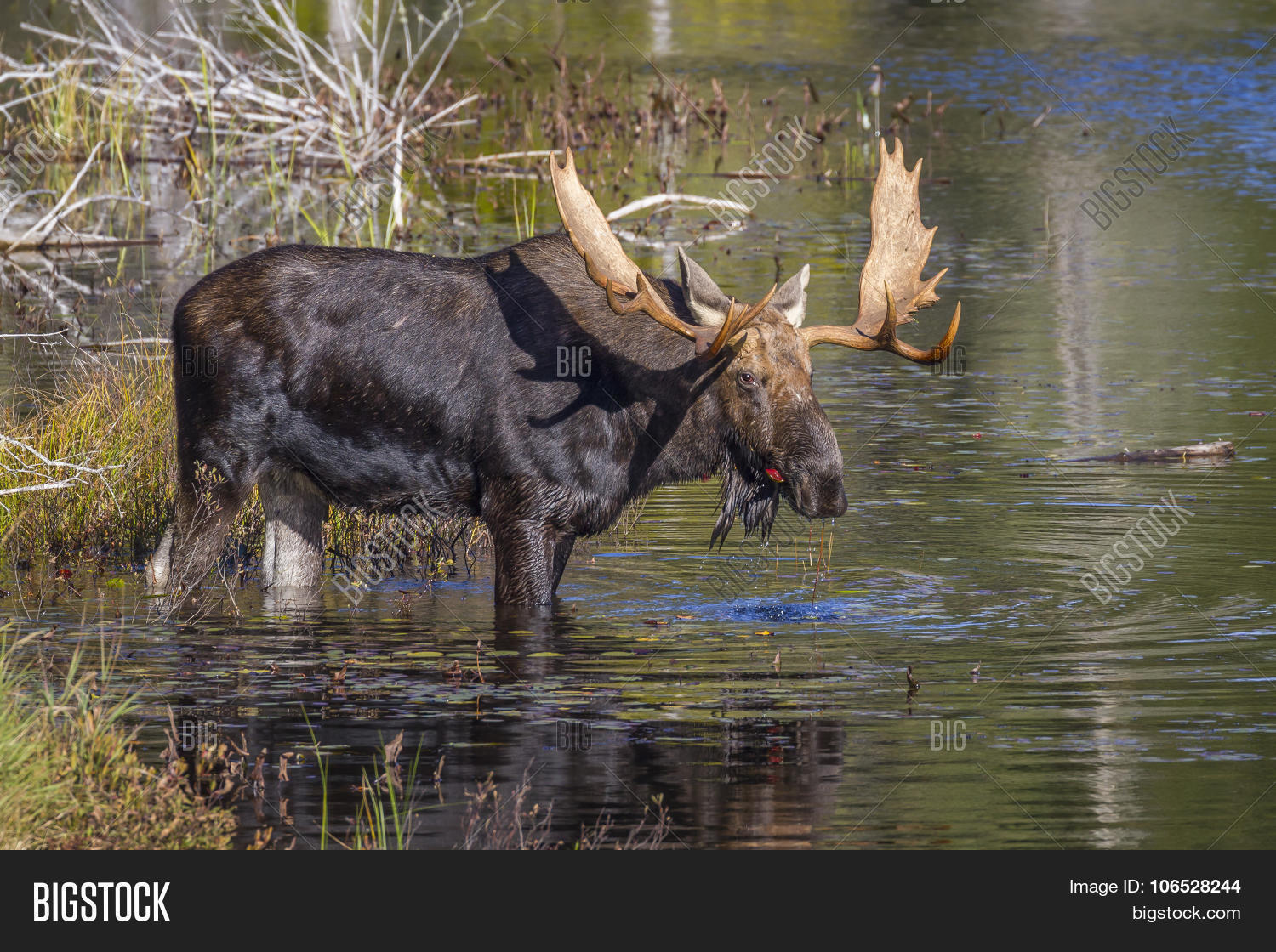 Large Bull Moose Image & Photo (Free Trial) | Bigstock