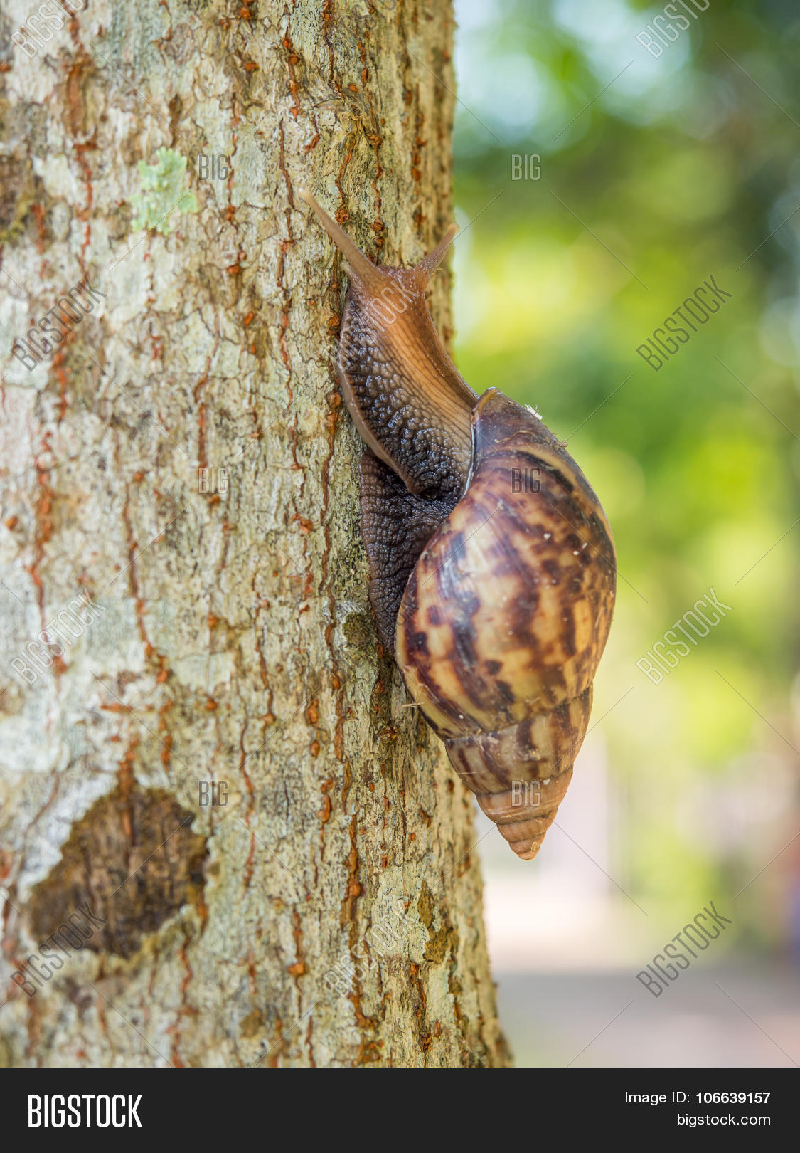 One Brown Snail Image & Photo (Free Trial) | Bigstock