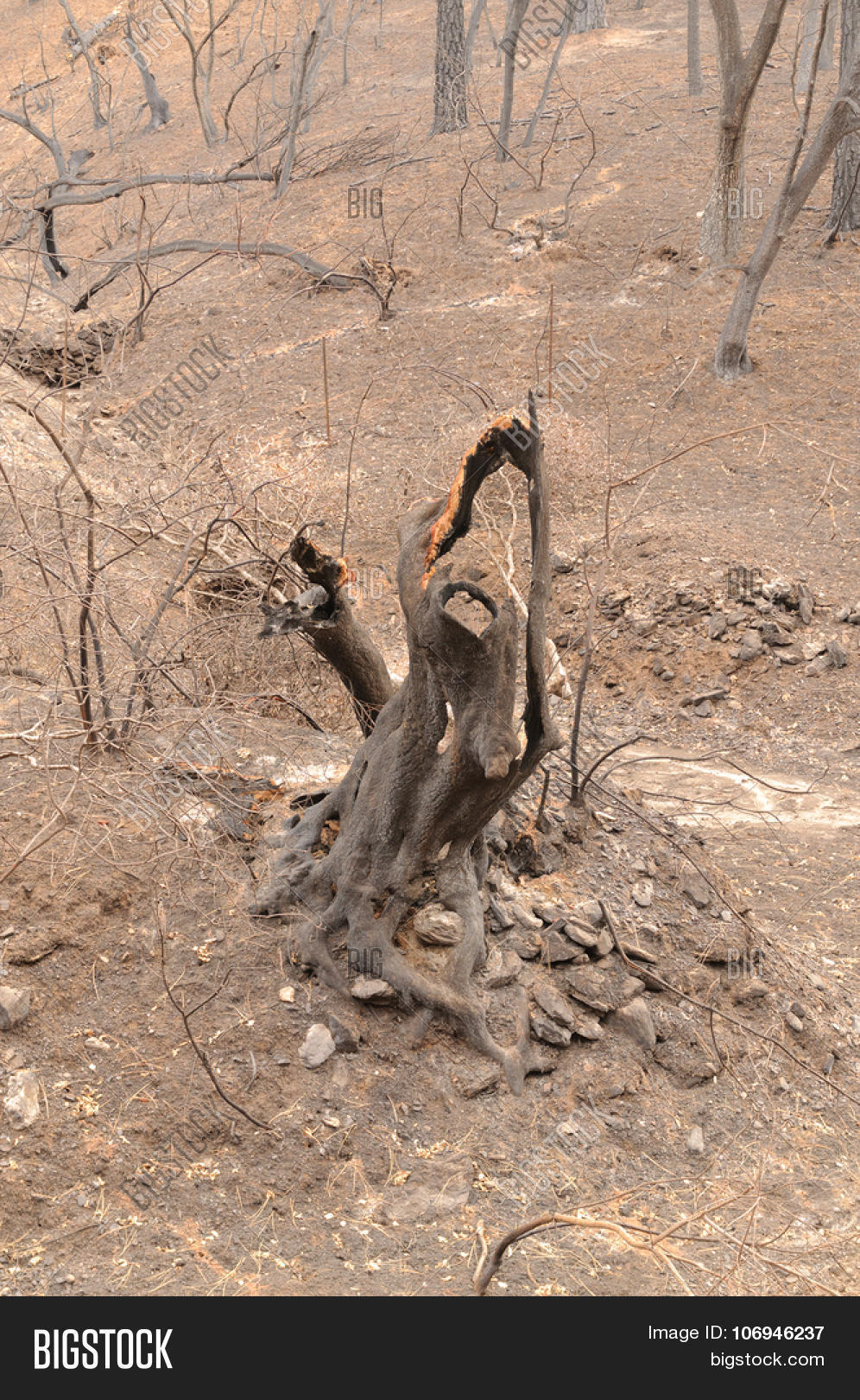 Destruction Forest Image & Photo (Free Trial) | Bigstock