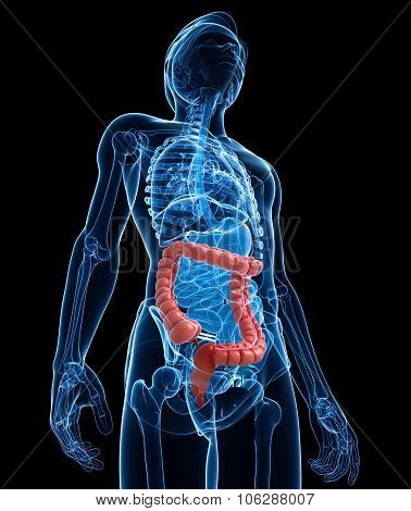 Male Large Intestine Image & Photo (Free Trial) | Bigstock