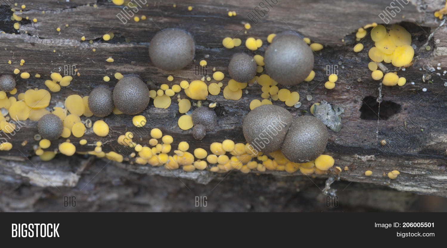 Mushrooms (slime Mould Image & Photo (Free Trial) | Bigstock