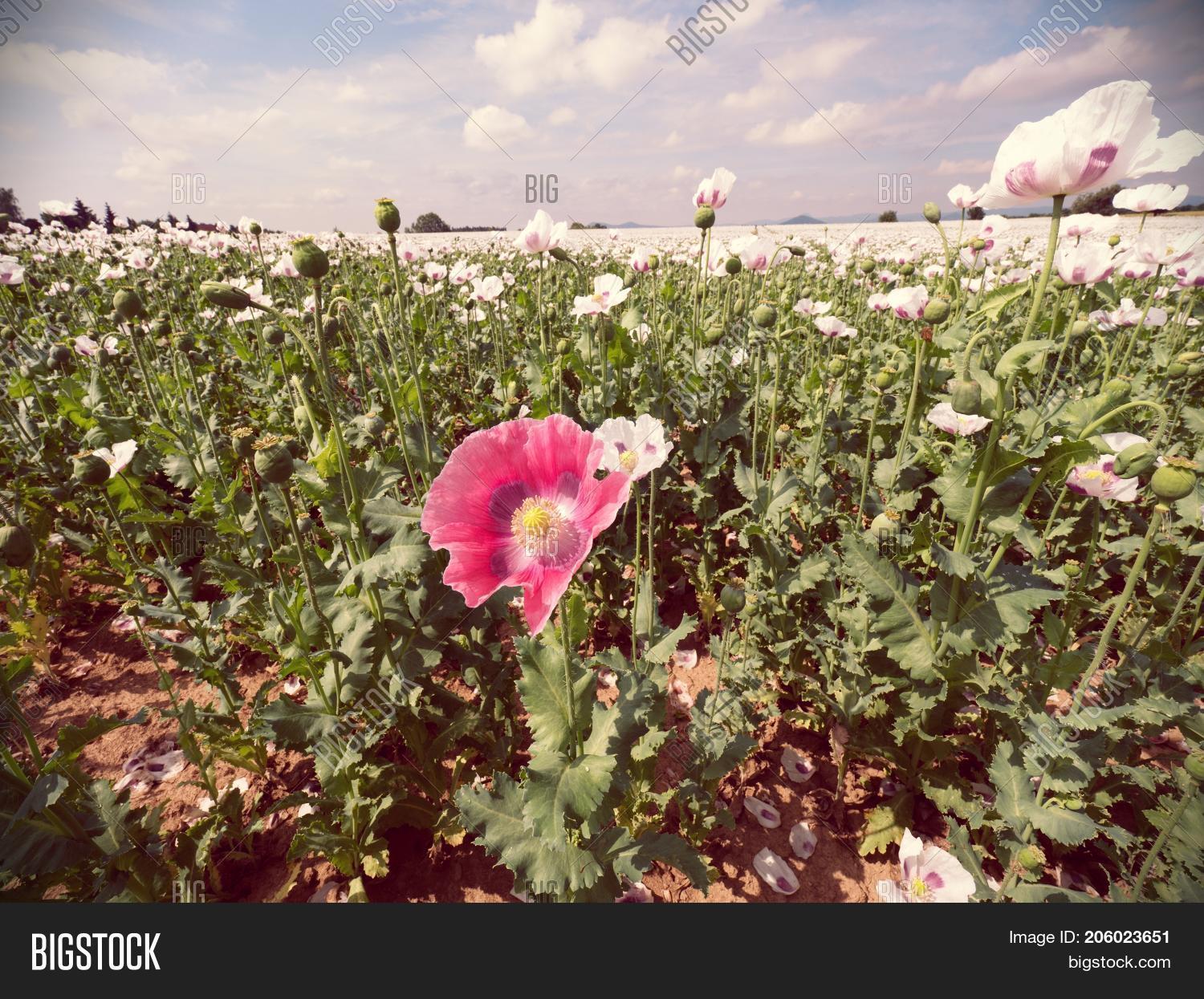 White Poppy Flower Image & Photo (Free Trial) | Bigstock