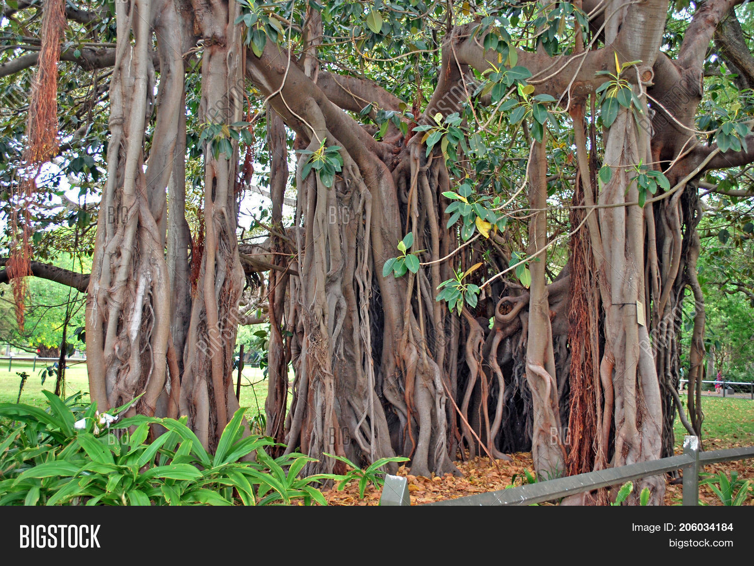 Ficus Macrophylla F. Image & Photo (Free Trial) | Bigstock