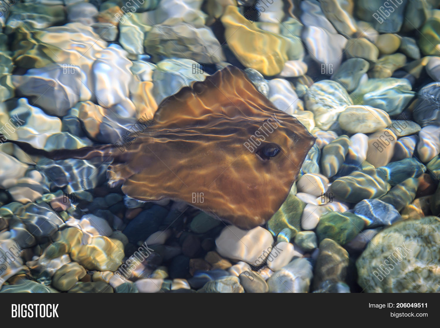 Small Stingray Swims Image & Photo (Free Trial) | Bigstock