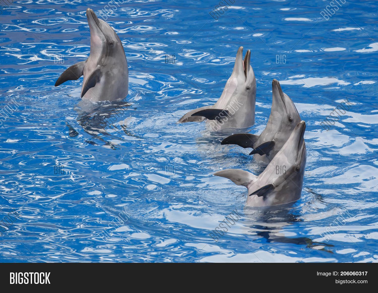 Four Bottlenose Image & Photo (Free Trial) | Bigstock