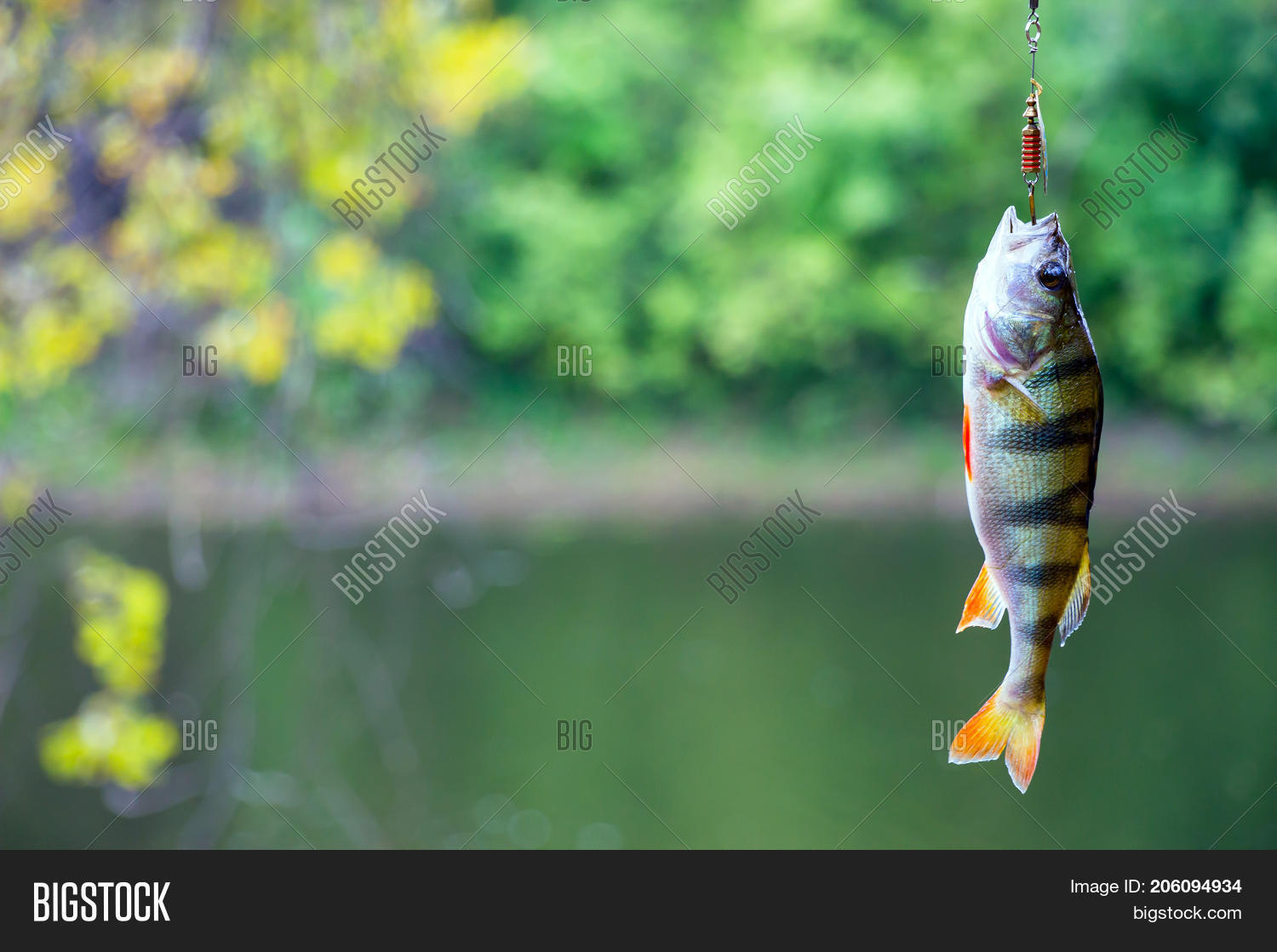 Perch Caught Spoon- Image & Photo (Free Trial) | Bigstock