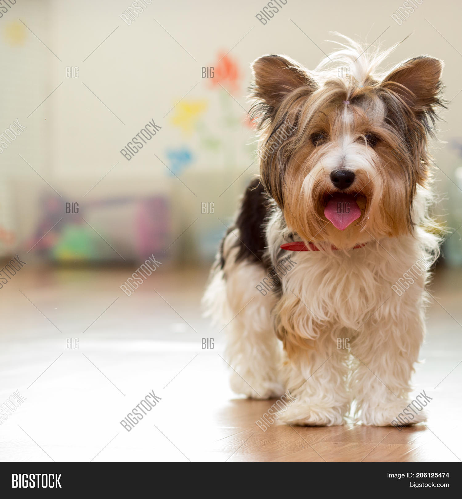 Dog Beaver Breed York Image & Photo (Free Trial) | Bigstock
