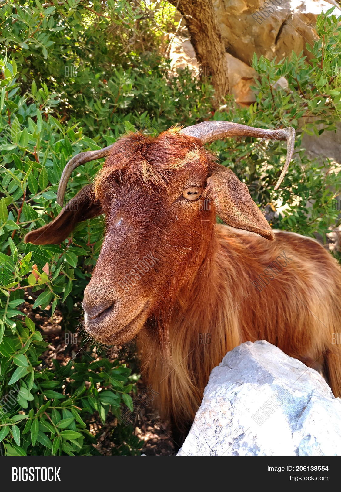 Mountain Goat On Stone Image & Photo (Free Trial) | Bigstock