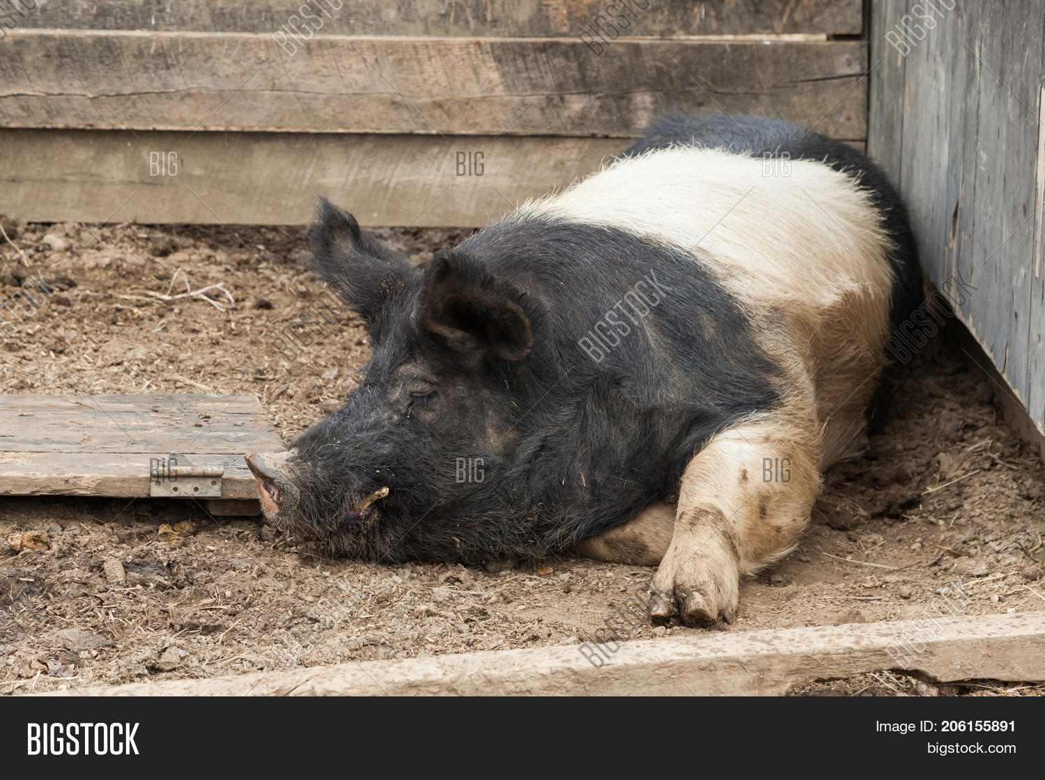 Large Hog Pigpen Image & Photo (Free Trial) | Bigstock