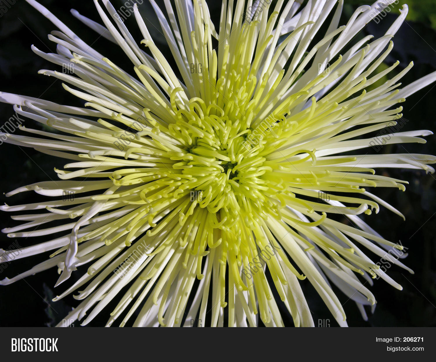Fuji Mum Image & Photo (Free Trial) | Bigstock