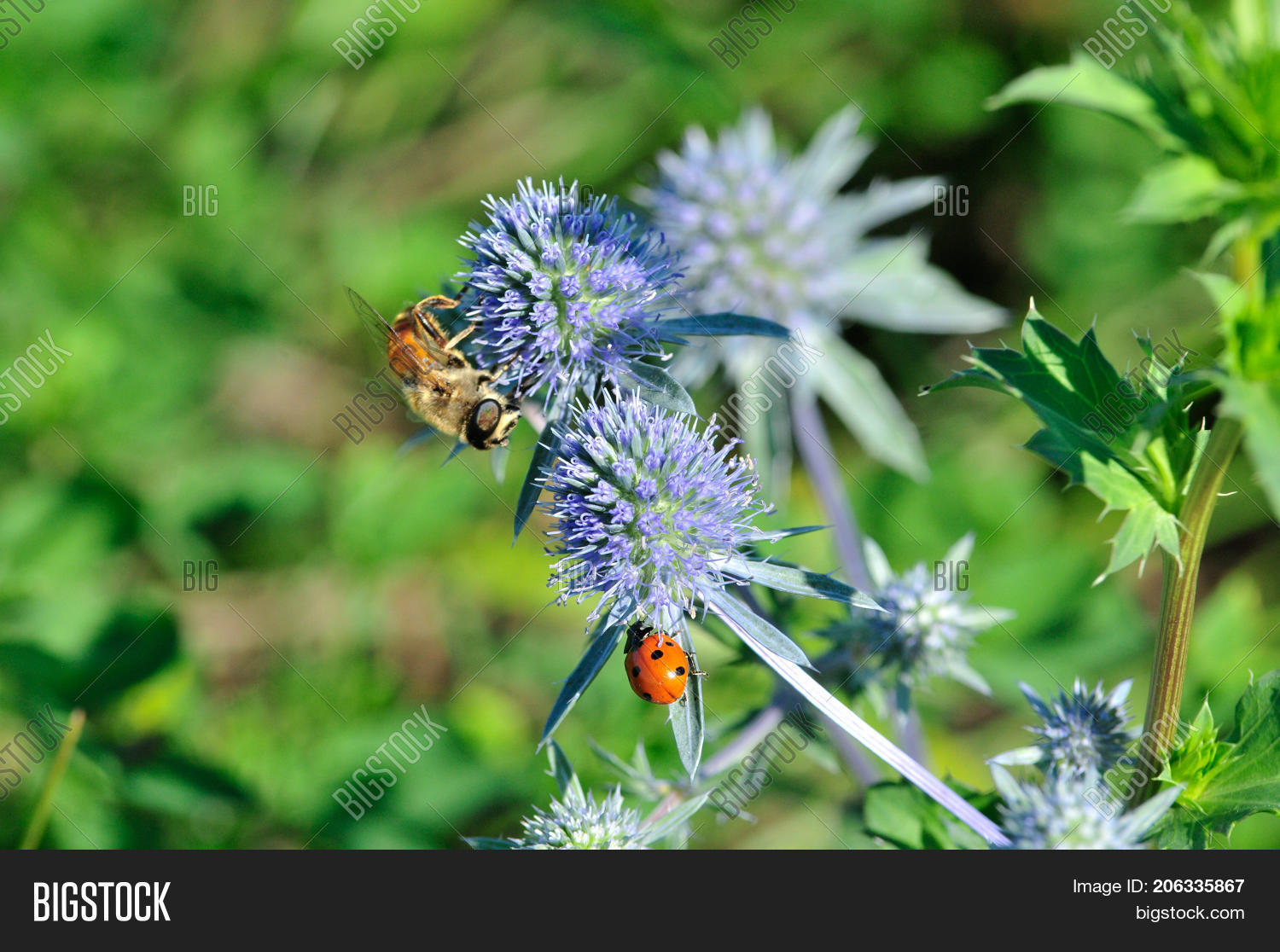 Eryngium Planum, Known Image & Photo (Free Trial) | Bigstock