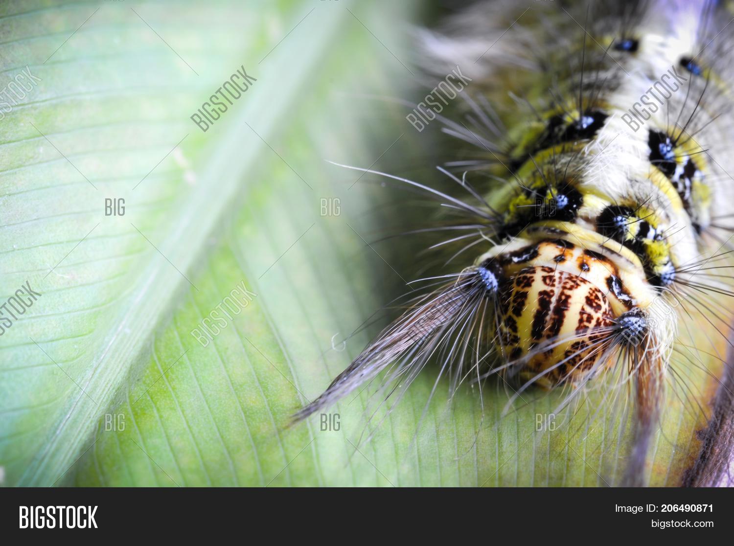 Worm Caterpillars Image & Photo (Free Trial) | Bigstock
