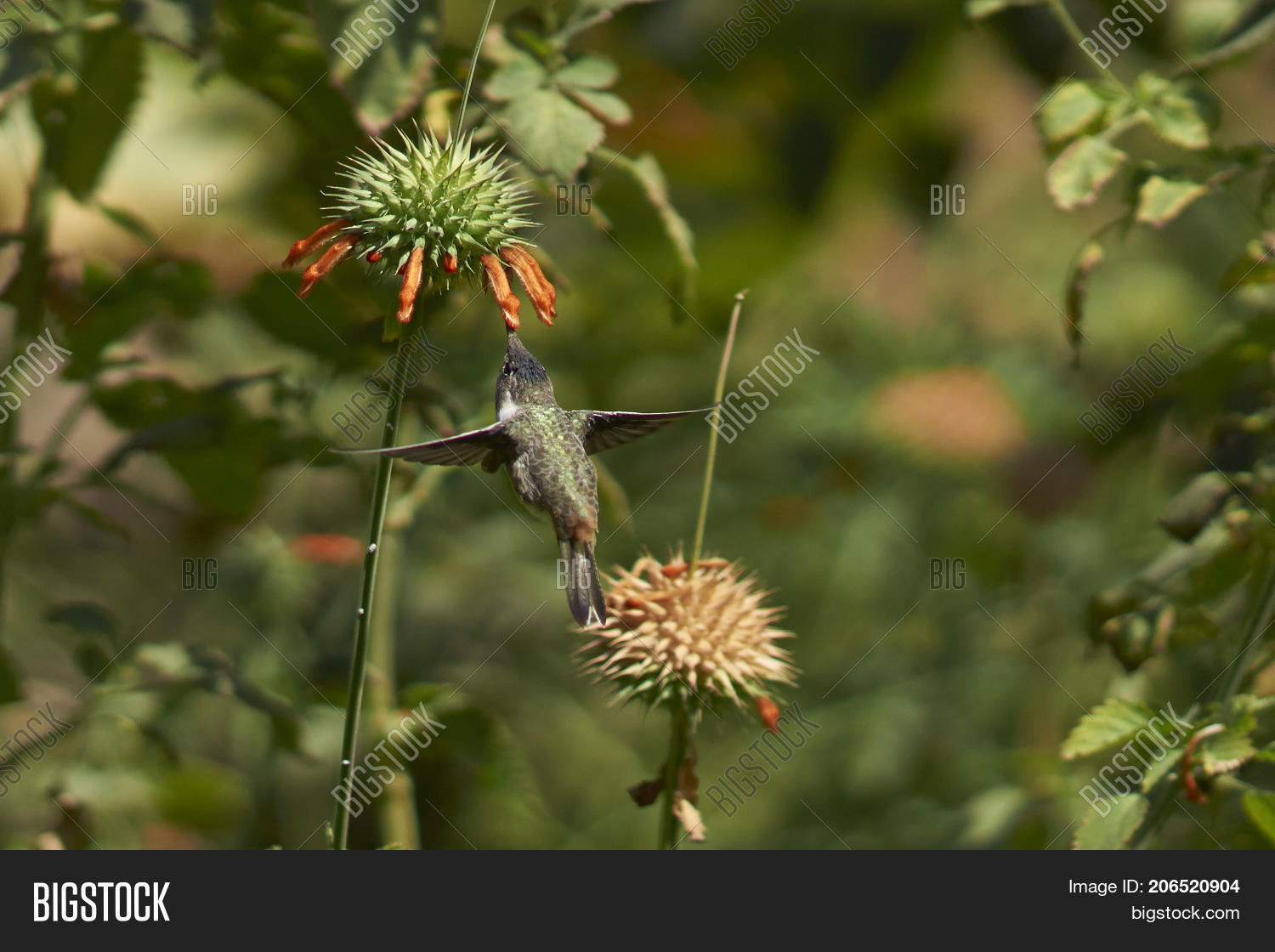 Oasis Hummingbird ( Image & Photo (Free Trial) | Bigstock