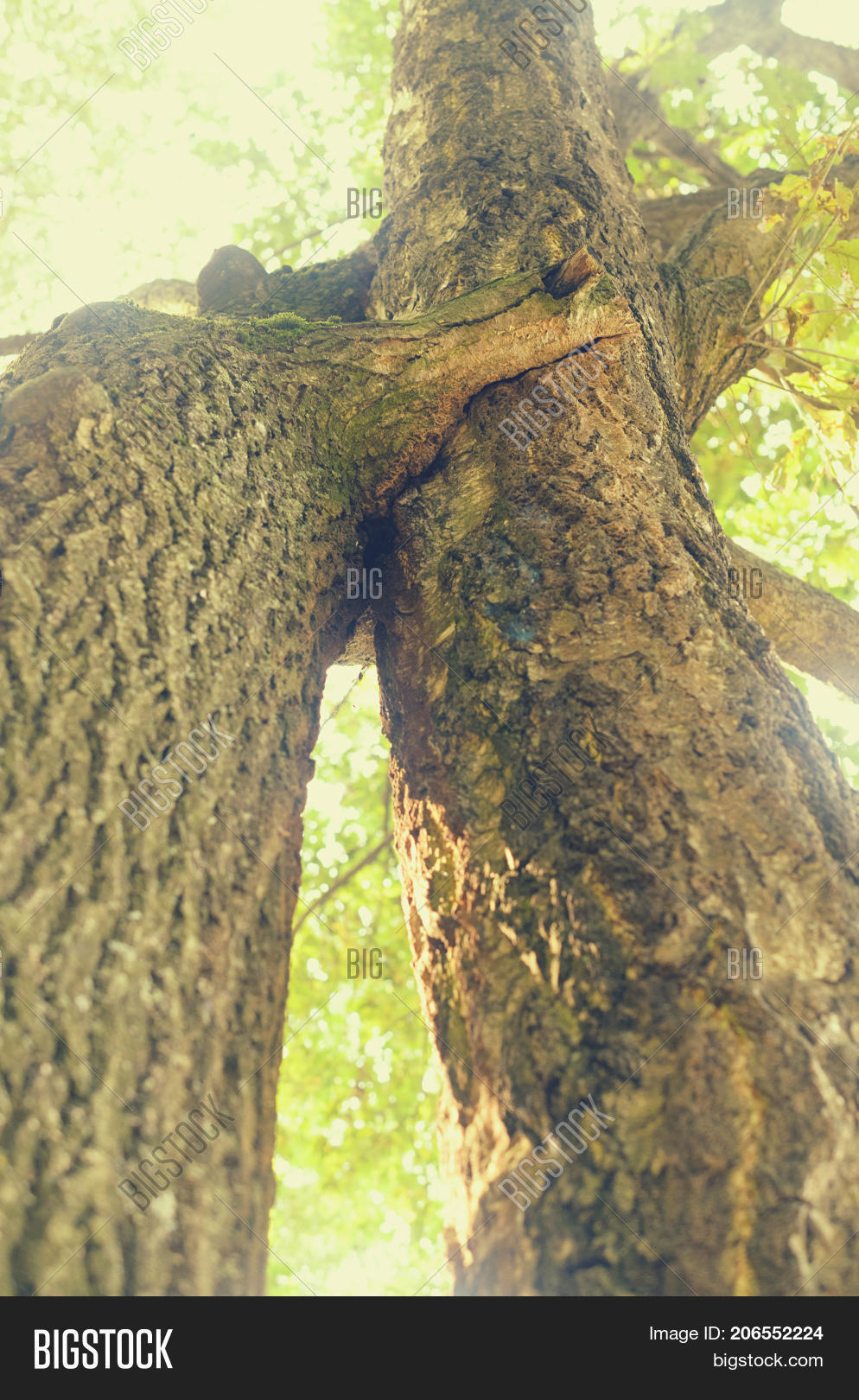 Two Trees Symbol Love Image & Photo (Free Trial) | Bigstock