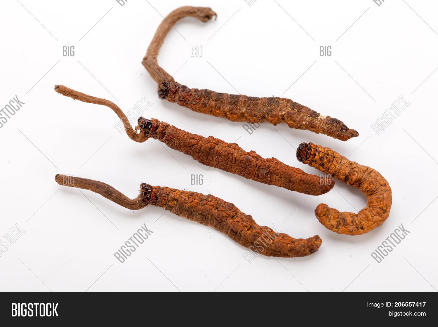 Yarsagumba Ingredient Image & Photo (Free Trial) | Bigstock