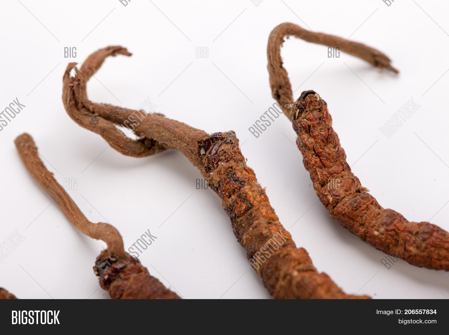 Yarsagumba Ingredient Image & Photo (Free Trial) | Bigstock