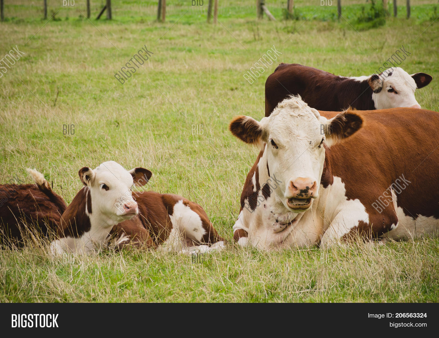 Cows Lying Down Field Image & Photo (Free Trial) | Bigstock