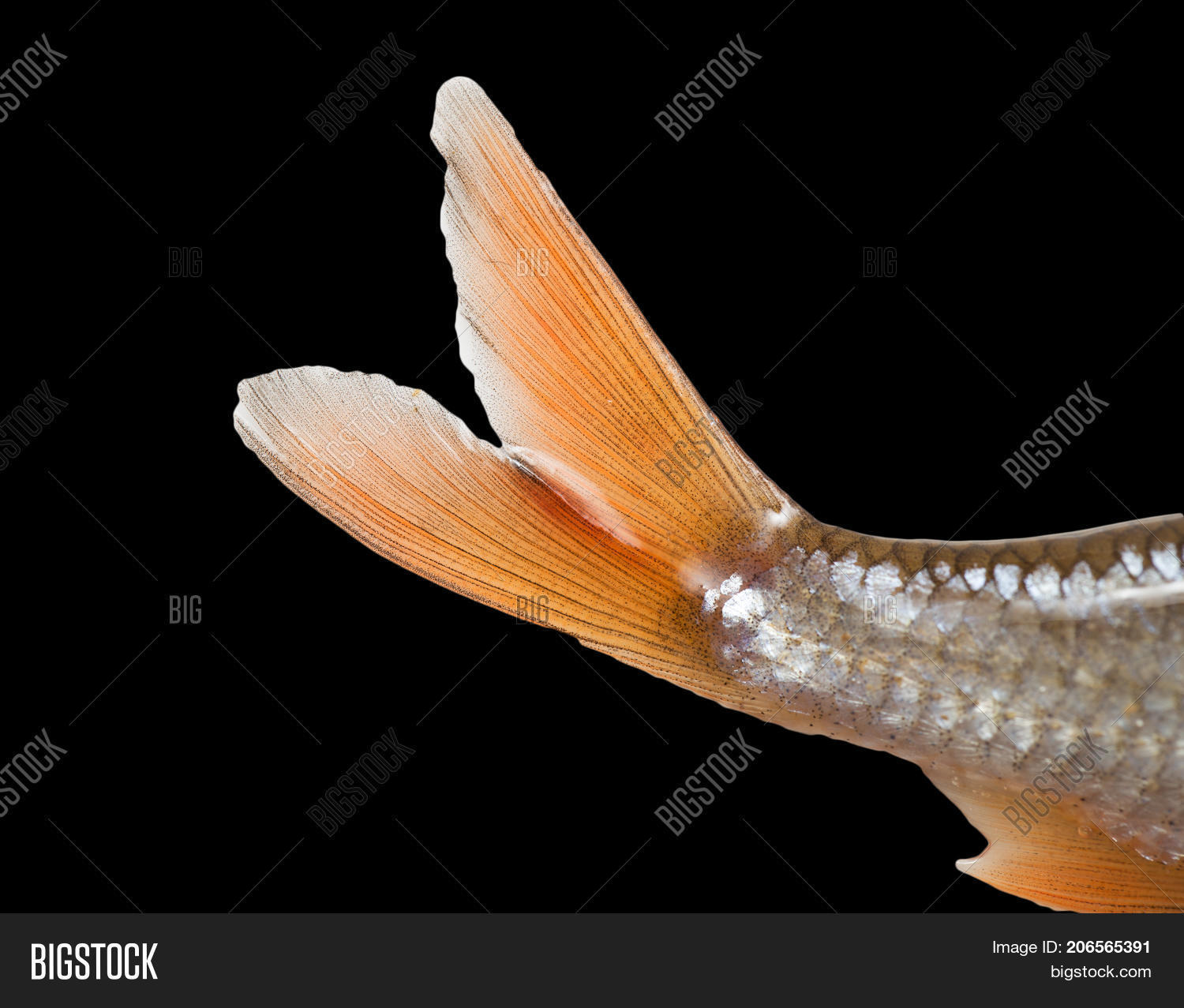 Fish Tail On Black Image & Photo (Free Trial) | Bigstock