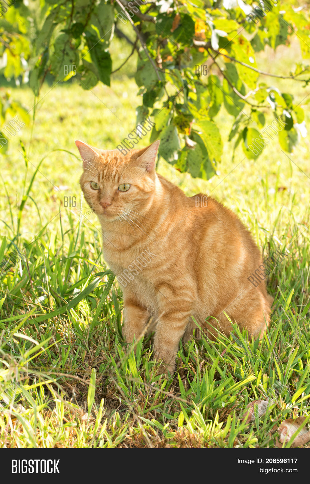Ginger Tabby Cat Image & Photo (Free Trial) | Bigstock