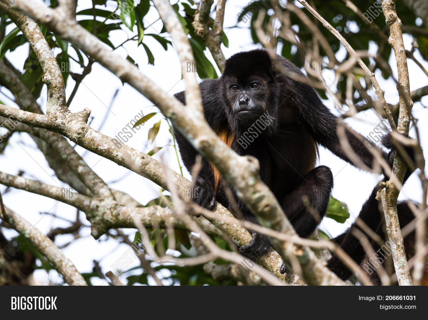 Howler Monkey Costa Image & Photo (Free Trial) | Bigstock