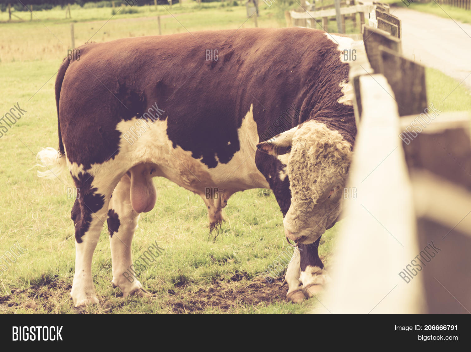 Simmental Bull Very Image & Photo (Free Trial) | Bigstock
