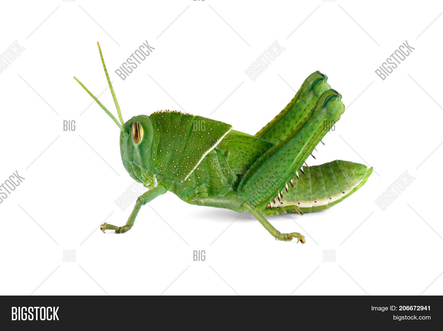 Nymph Garden Locust ( Image & Photo (Free Trial) | Bigstock
