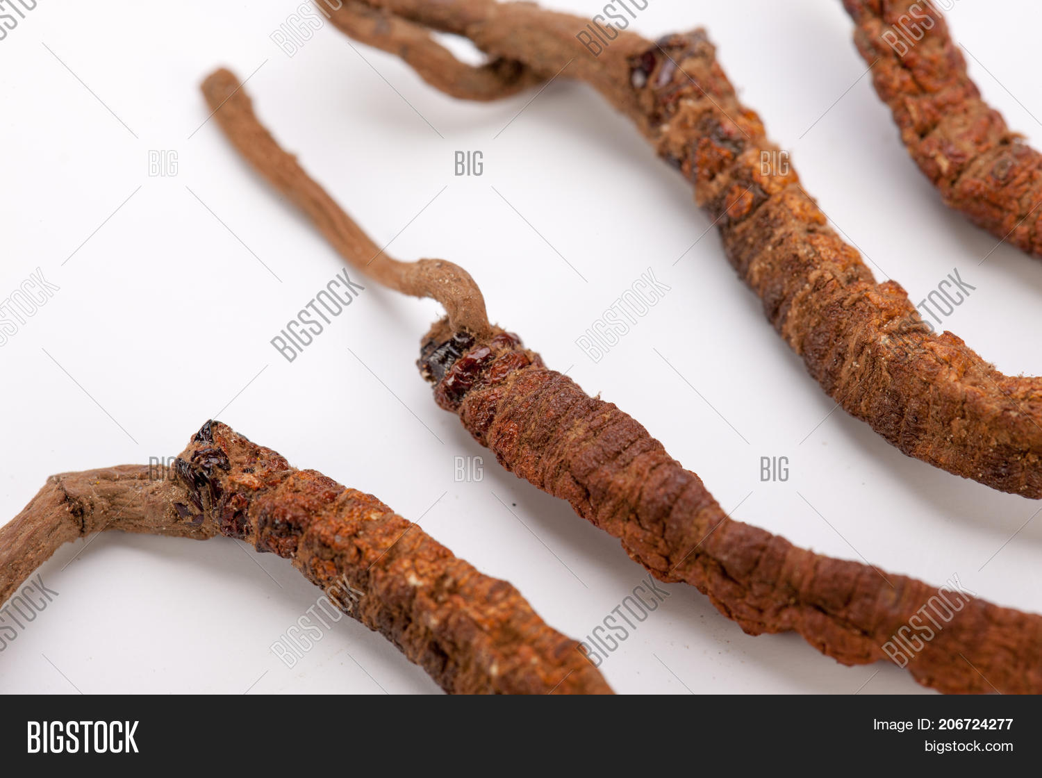 Yarsagumba Ingredient Image & Photo (Free Trial) | Bigstock