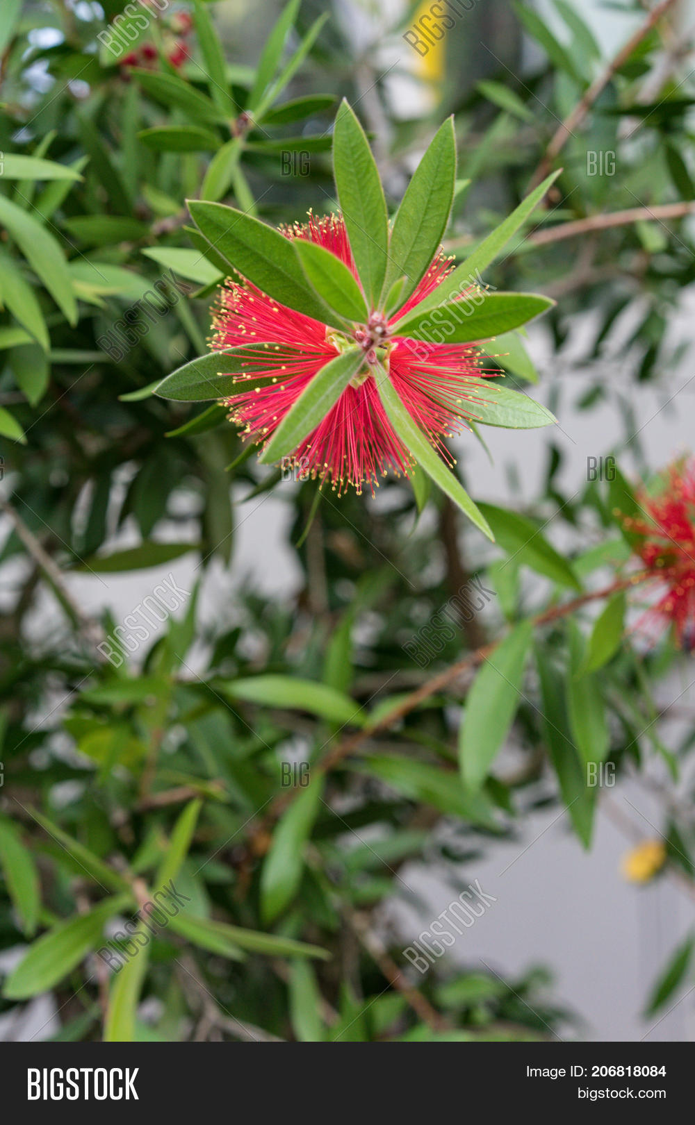 Red Flower Callistemon Image & Photo (Free Trial) | Bigstock